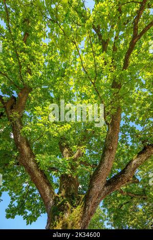 Oak tree (Quercus), backlit, Allgaeu, Bavaria, Germany Stock Photo - Alamy