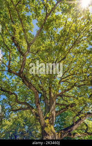 Oak tree (Quercus), backlit, Allgaeu, Bavaria, Germany Stock Photo - Alamy