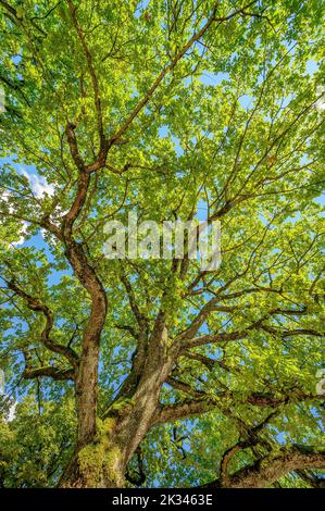 Oak tree (Quercus), backlit, Allgaeu, Bavaria, Germany Stock Photo - Alamy