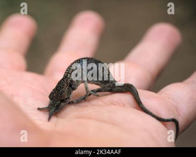 Blue-nosed Chameleon (Calumma linotum), Montagne d Ambre National Park ...