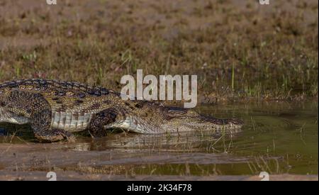 Crocodile in the water; Crocodile sliding into the water; crocodile ...