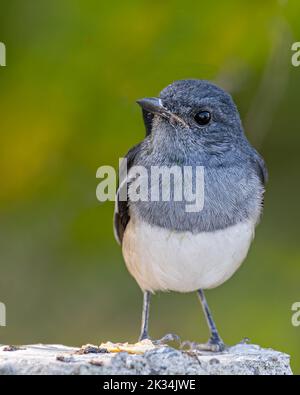 A Oriental Magpie looking into the camera Stock Photo - Alamy