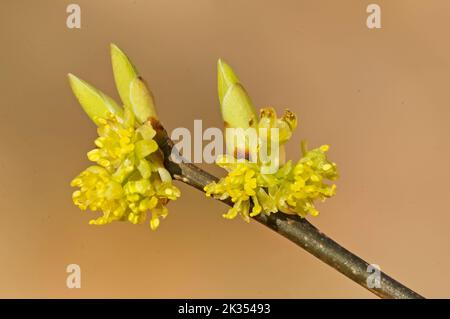 The native shrub Lindera benzoin (spicebush) with its golden fall color ...