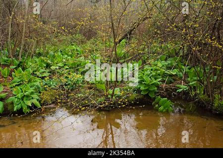 The native shrub Lindera benzoin (spicebush) with its golden fall color ...