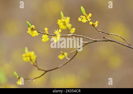 The native shrub Lindera benzoin (spicebush) with its golden fall color ...