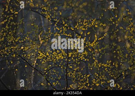 The native shrub Lindera benzoin (spicebush) with its golden fall color ...