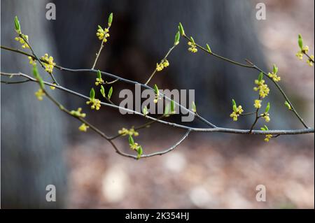 The native shrub Lindera benzoin (spicebush) with its golden fall color ...