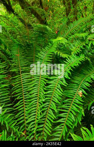 Western sword fern (Polystichum munitum), Silver Falls State Park ...