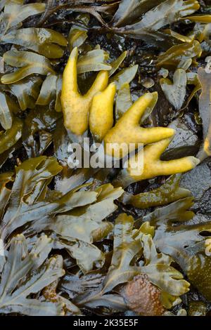 Rockweed, Salt Creek Recreation Area, Strait of Juan de Fuca Scenic ...