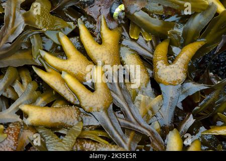 Rockweed, Salt Creek Recreation Area, Strait of Juan de Fuca Scenic ...