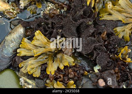 Rockweed, Salt Creek Recreation Area, Strait of Juan de Fuca Scenic ...