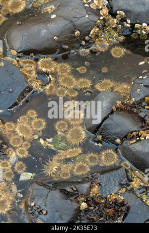 Aggregating anemone (Anthopleura elegantissima), Salt Creek Recreation ...