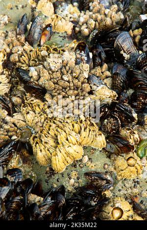 Gooseneck barnacles with California mussels at Second Beach, Olympic ...