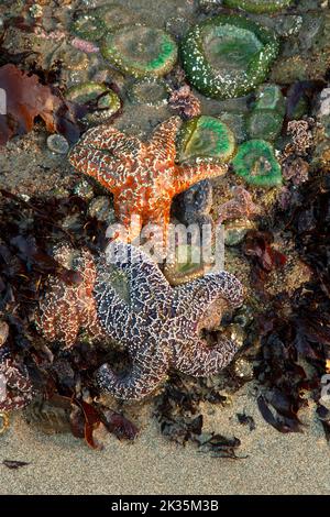 Ochre starfish (Pisaster ochraceus) at Second Beach, Olympic National ...