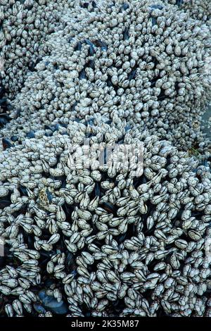 Gooseneck barnacles at Shi Shi Beach, Olympic National Park, Washington ...