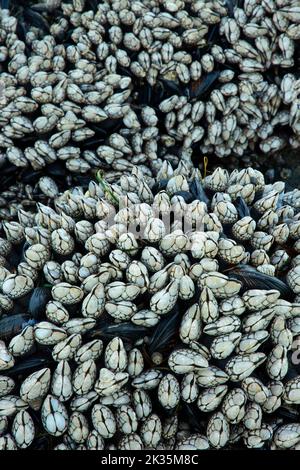 Gooseneck barnacles at Shi Shi Beach, Olympic National Park, Washington ...