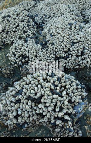 Gooseneck barnacles at Shi Shi Beach, Olympic National Park, Washington ...