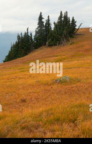 Meadow along Hurricane Hill Trail, Olympic National Park, Washington ...