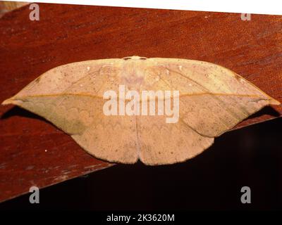 Saturniid moth (family Saturniidae) indeterminate species isolated on a ...