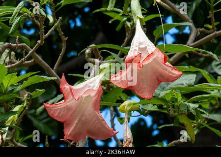 Sydney Australia, pink angel trumpet tree flower Stock Photo - Alamy