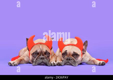 Pair of French Bulldog dogs wearing Christmas ribbon costume on heads ...