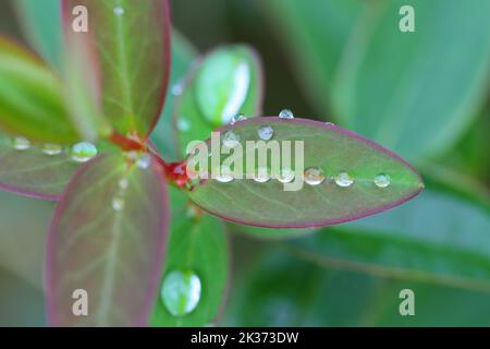 Row of Water Droplets on a Rose of Sharon Leaf Stock Photo - Alamy