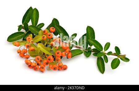 Pyracantha, common names firethorn or pyracantha. Isolated on white ...