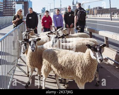 London Sheep Drive 2022, 10th anniversary. The Worshipful Company of ...