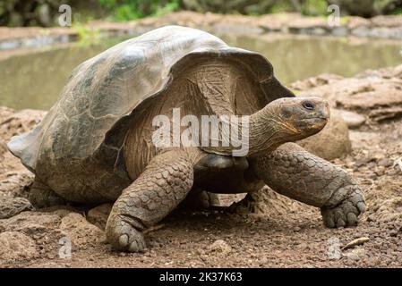 A large giant tortoise with its enormous size native and unique to the ...