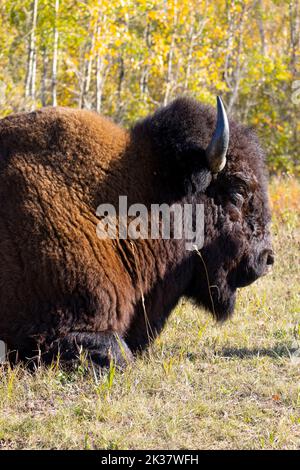 Bison close-up profile side view drinking water with a blur field ...