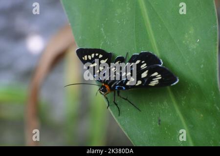 An Australian grapevine moth on a green leaf of a plant Stock Photo - Alamy