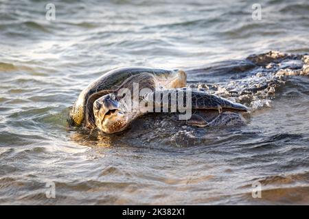 Turtles mating on the beach at the Ningaloo Reef in the Cape Range ...