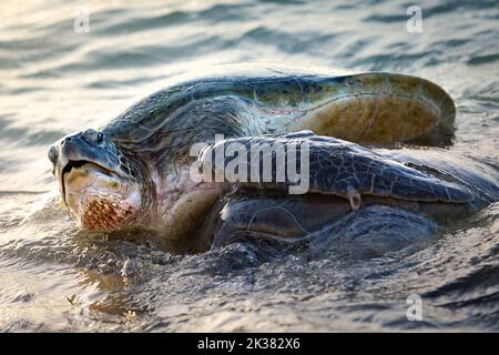 Turtles mating on the beach at the Ningaloo Reef in the Cape Range ...