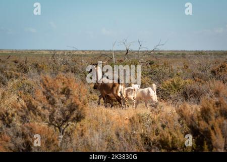 Goats in the australian bush in the Northern Territory, Australia Stock ...