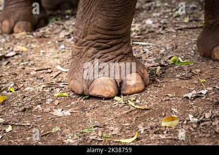 Foot of a wild asian elephant in the jungle of Cambodia, South East ...