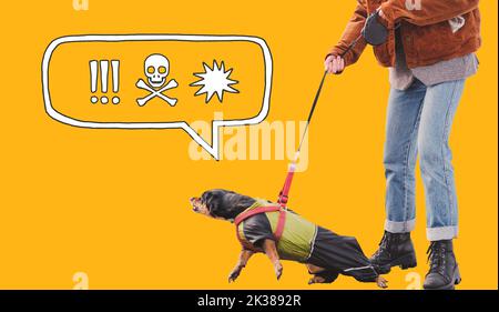 Aggressive, reactive dog on the leash against isolated background with ...