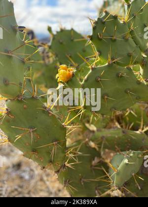 A closeup vertical shot of the Prickly pear Stock Photo - Alamy