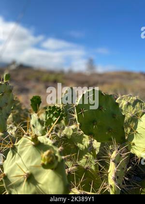 A closeup vertical shot of the Prickly pear Stock Photo - Alamy