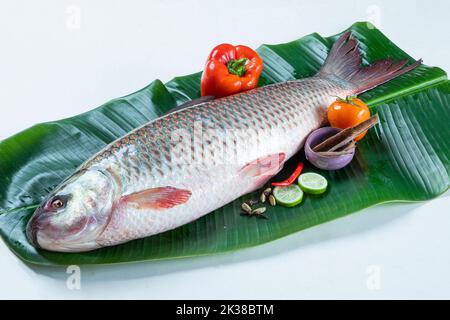 ruhu rui fish Bangladesh fresh water fish isolated on white background ...