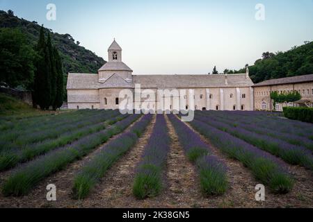 A beautiful shot of Bookstore Senanque Abbey in a lavender field in ...
