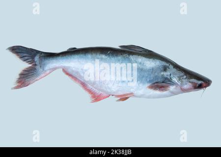Pangasius, Pangas catfish fresh water fish Stock Photo - Alamy