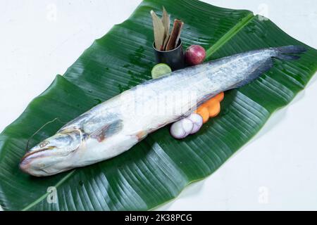 South Asian Boal fishes over white background Stock Photo - Alamy