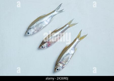 Fresh Raw Corica or Kachki River water Fish Photography Background or ...