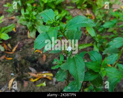 Daisy Trailing Eclipta Bhringaraj Kesharaj Eclipta Prostrata Bhangaro ...
