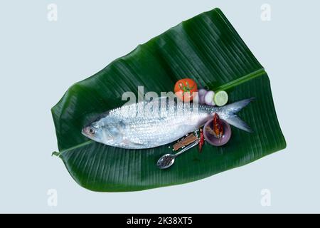 Tenualosa ilisha (ilish, hilsa, hilsa herring or hilsa shad) is a very ...