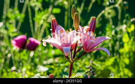 Pink Lilies, Lilium 'Arbatax' (Longiflorum-Asiatic Lily). Formal garden ...