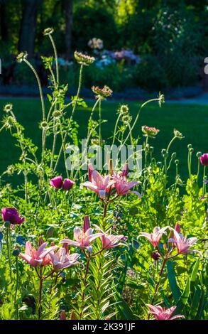 Pink Lilies, Lilium 'Arbatax' (Longiflorum-Asiatic Lily). Formal garden ...