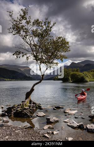 The Lonely Tree - Llanberis North Wales Stock Photo - Alamy