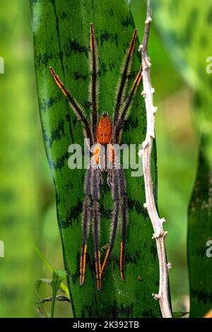 Close-up of a Brazilian wandering spider (Phoneutria fera) on a plant ...