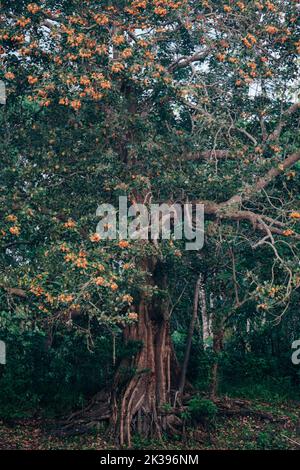 big old tree in peruvian amazon Stock Photo - Alamy
